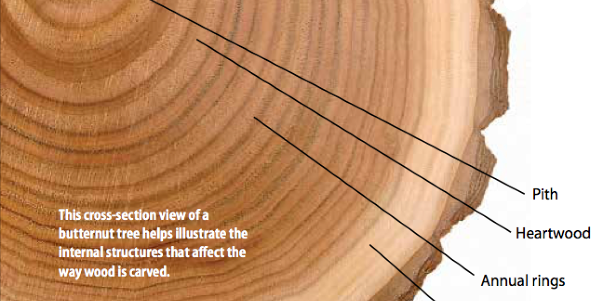 HARDWOOD ANATOMY | Kattan Group